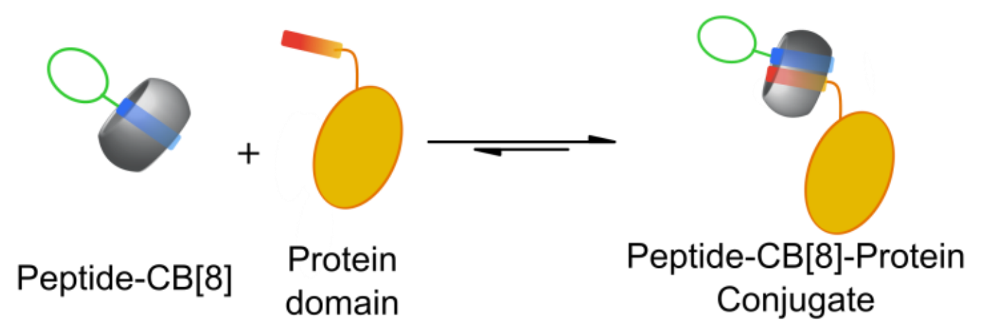 Stoichiometry and Stability of Host-Guest Protein-Peptide Complexes